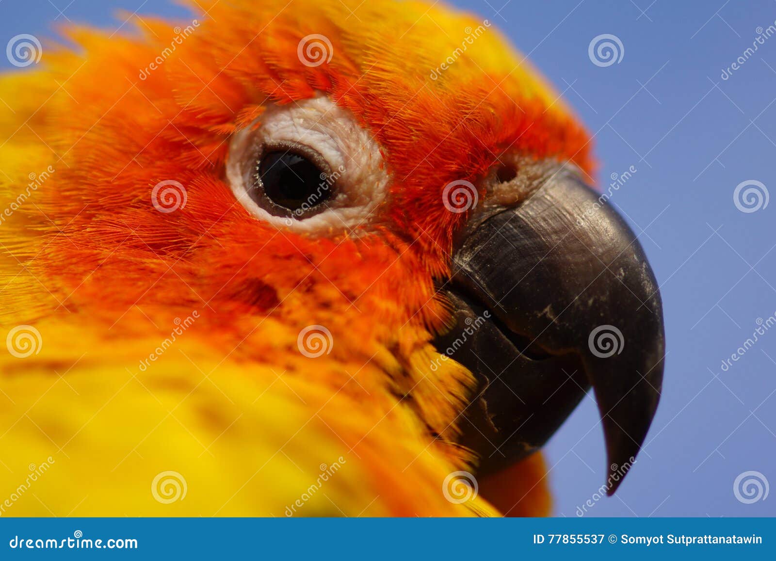 Red Parrot Head Royalty-Free Stock Image | CartoonDealer.com #75152506