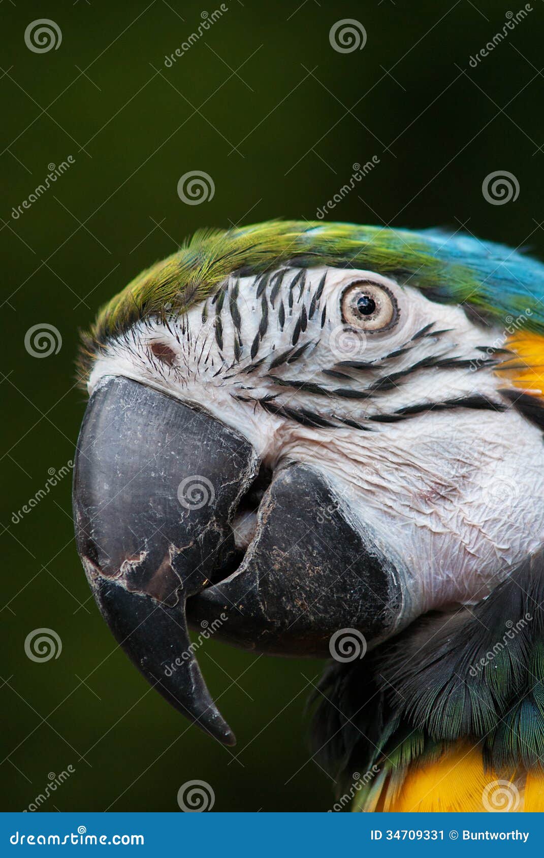 Parrot head stock image. Image of feathers, blue, natural - 34709331
