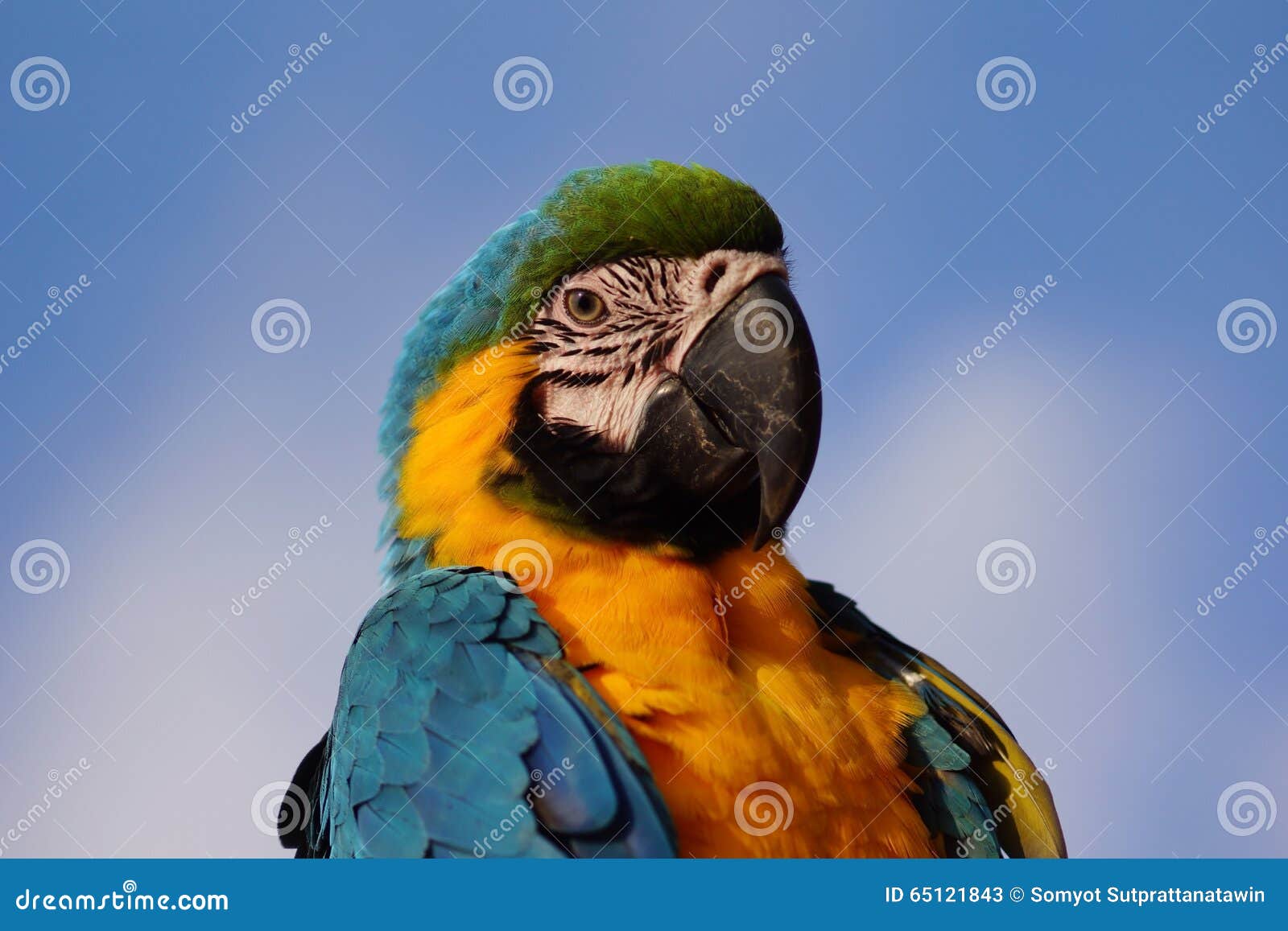 Parrot head stock image. Image of people, color, portrait - 65121843