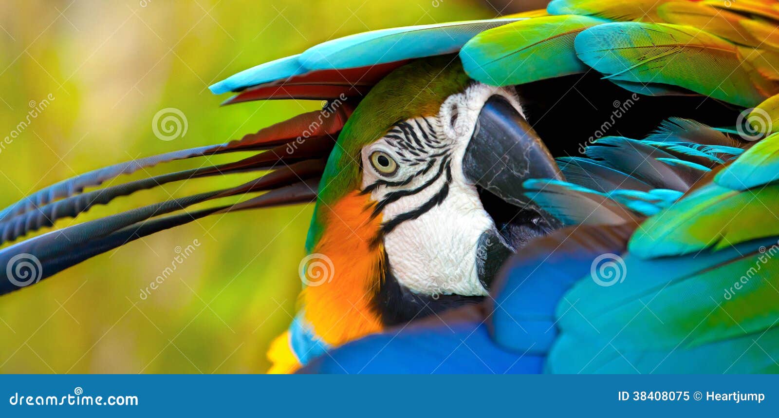 Parrot with Head Under Wing Stock Image - Image of head, psittaciformes ...