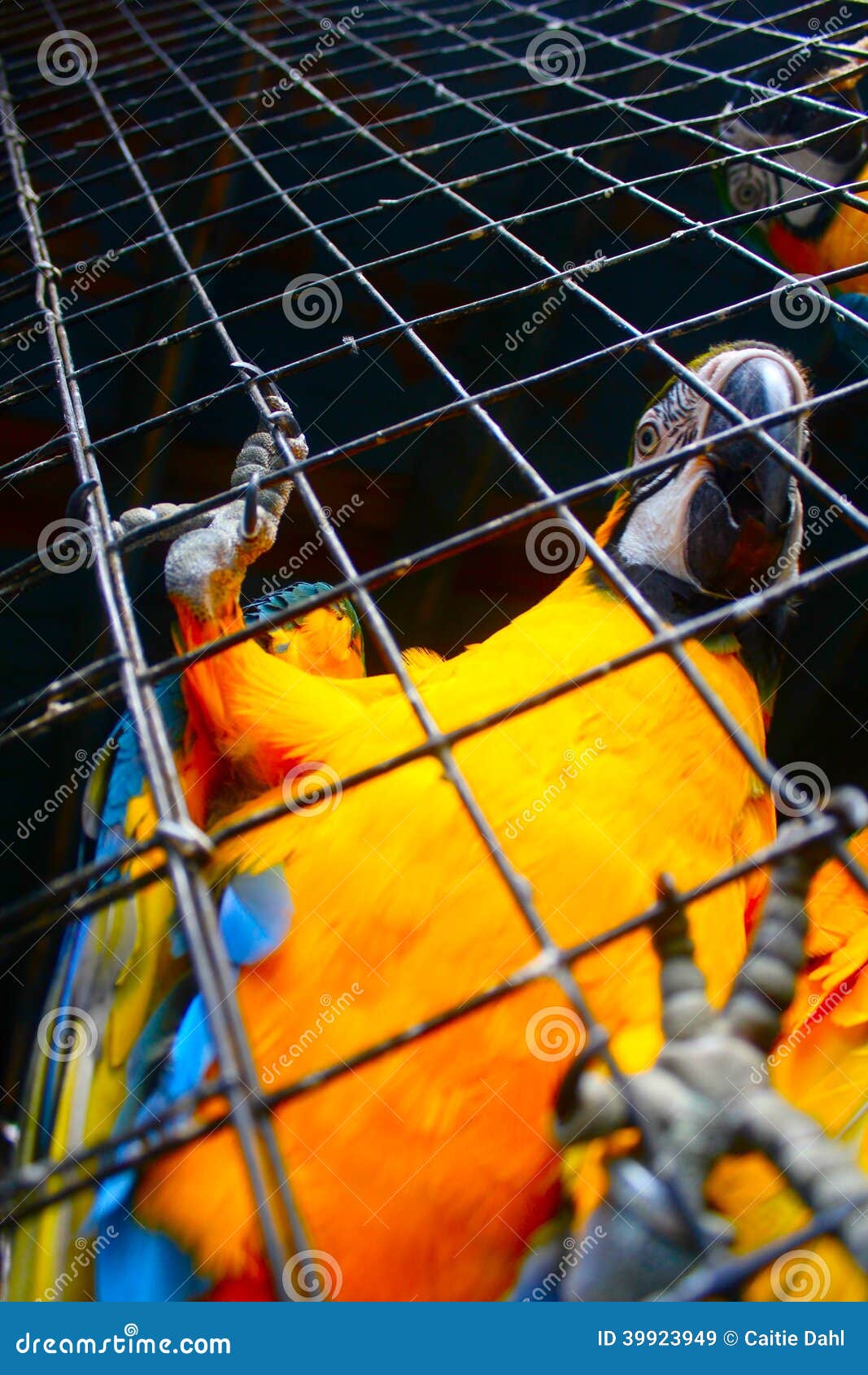 Parrot Hello stock image. Image of thomas, tropical, travel - 39923949