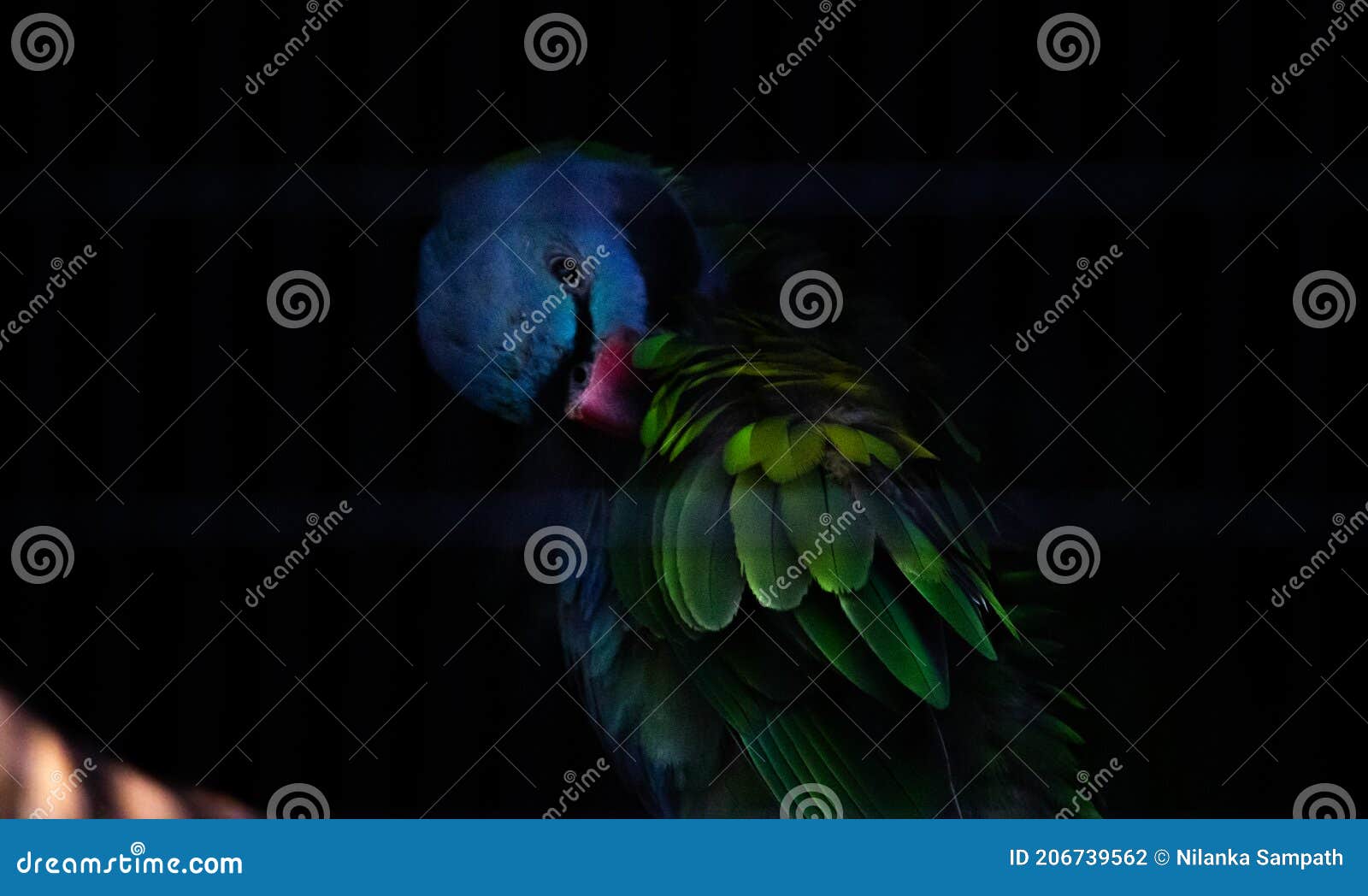 Parrot Hiding in the Dark, Creepy Looking Image Stock Photo - Image of ...
