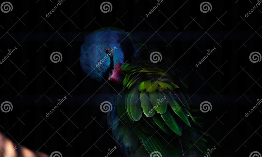 Parrot Hiding in the Dark, Creepy Looking Image Stock Photo - Image of ...