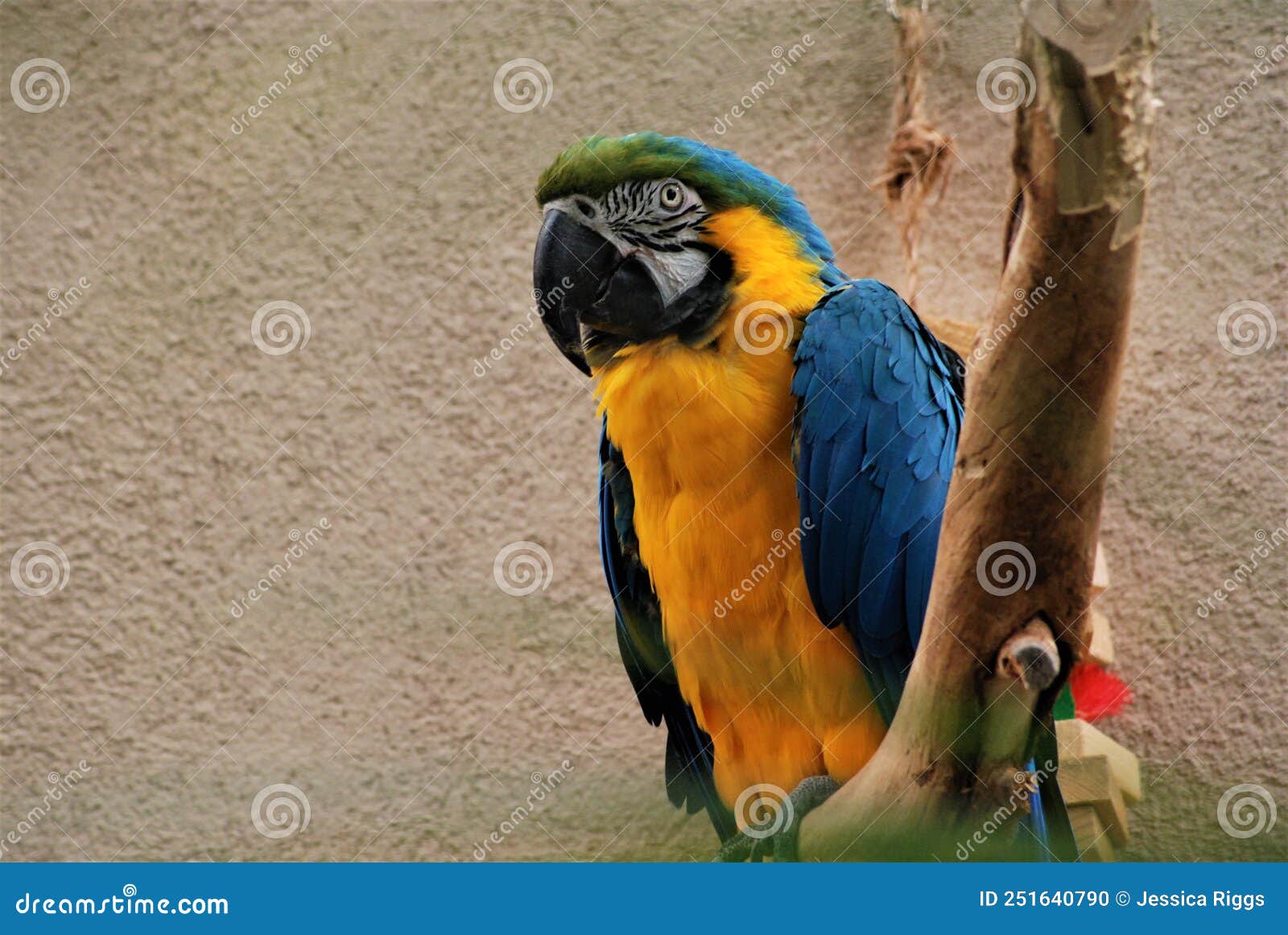 Parrot on His Perch at the Zoo Stock Photo - Image of life, environment ...