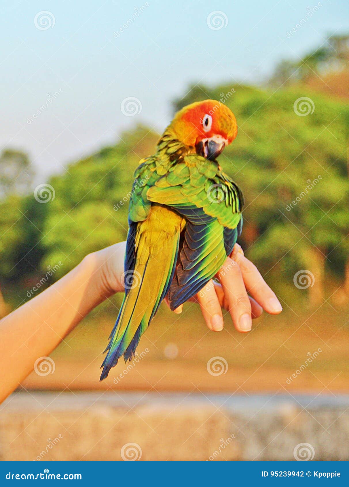Parrot on human stock photo. Image of bright, macaw, natural - 95239942