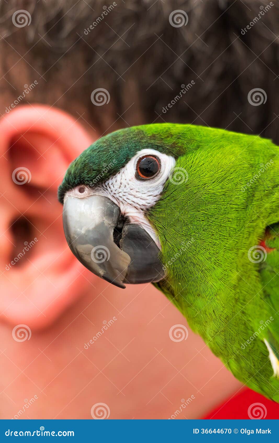Parrot and the human ear stock photo. Image of animal - 36644670