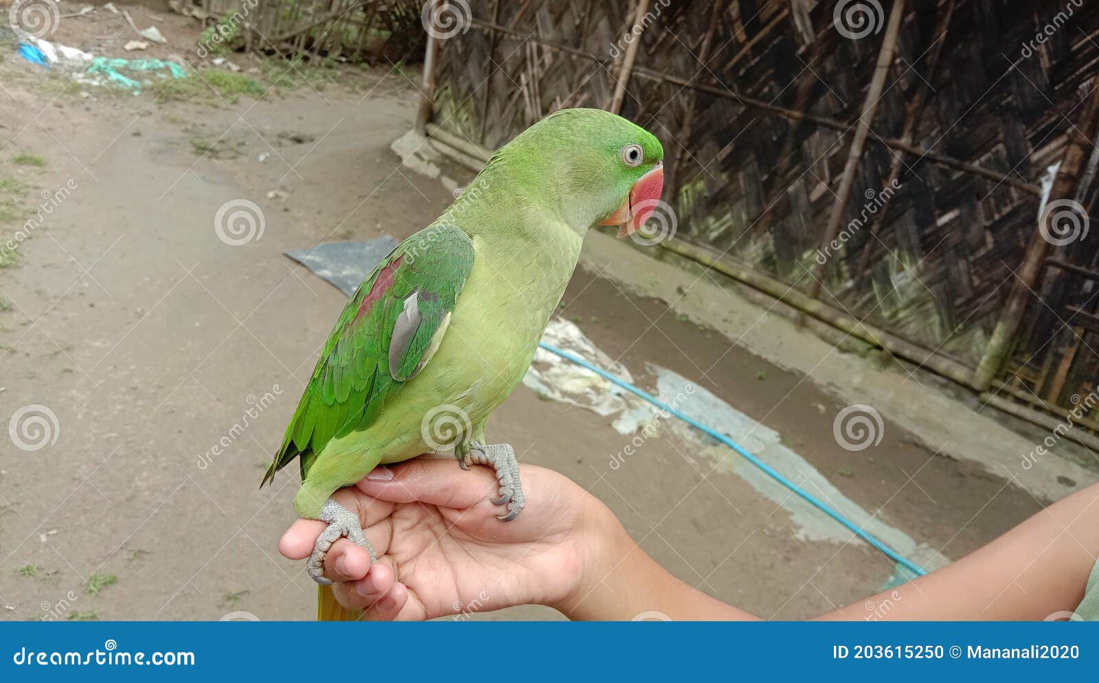 Parrot , Holding is a Parrot Bird Stock Photo - Image of human, cute ...