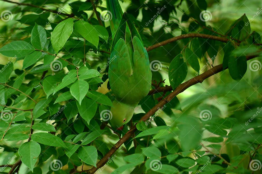 Parrot hunting time stock photo. Image of tree, green - 181352948