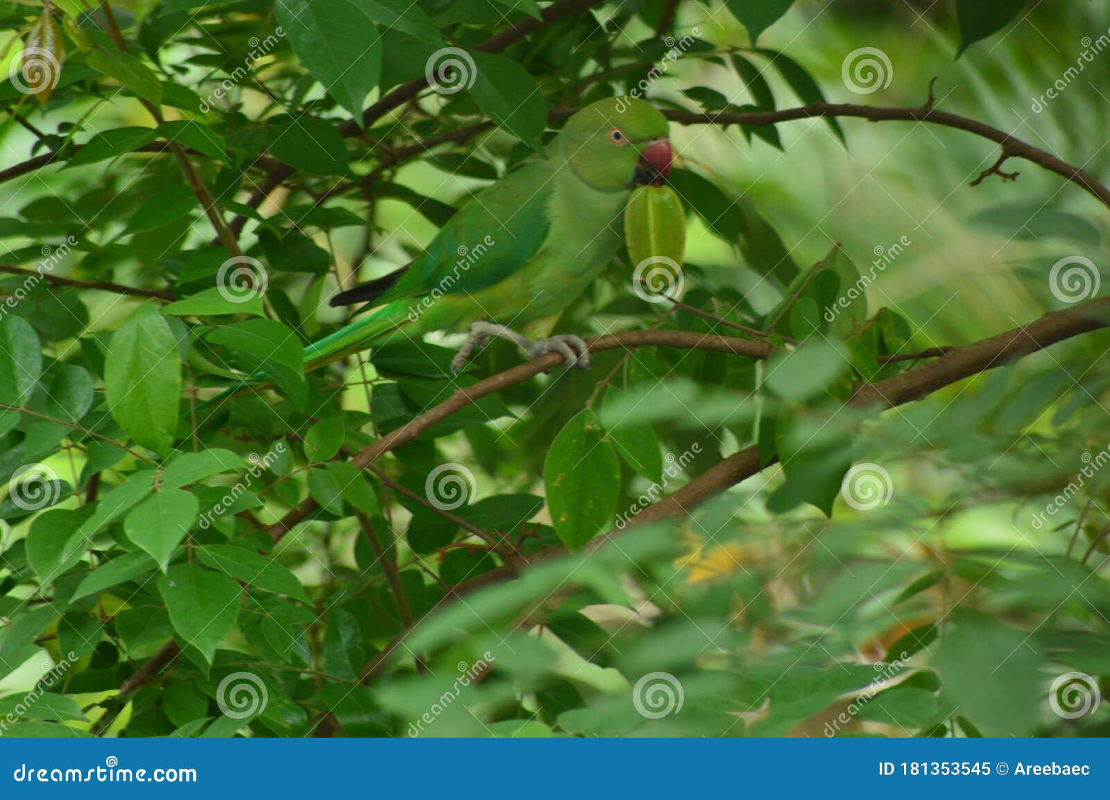 Parrot hunting time stock image. Image of beak, branch - 181353545