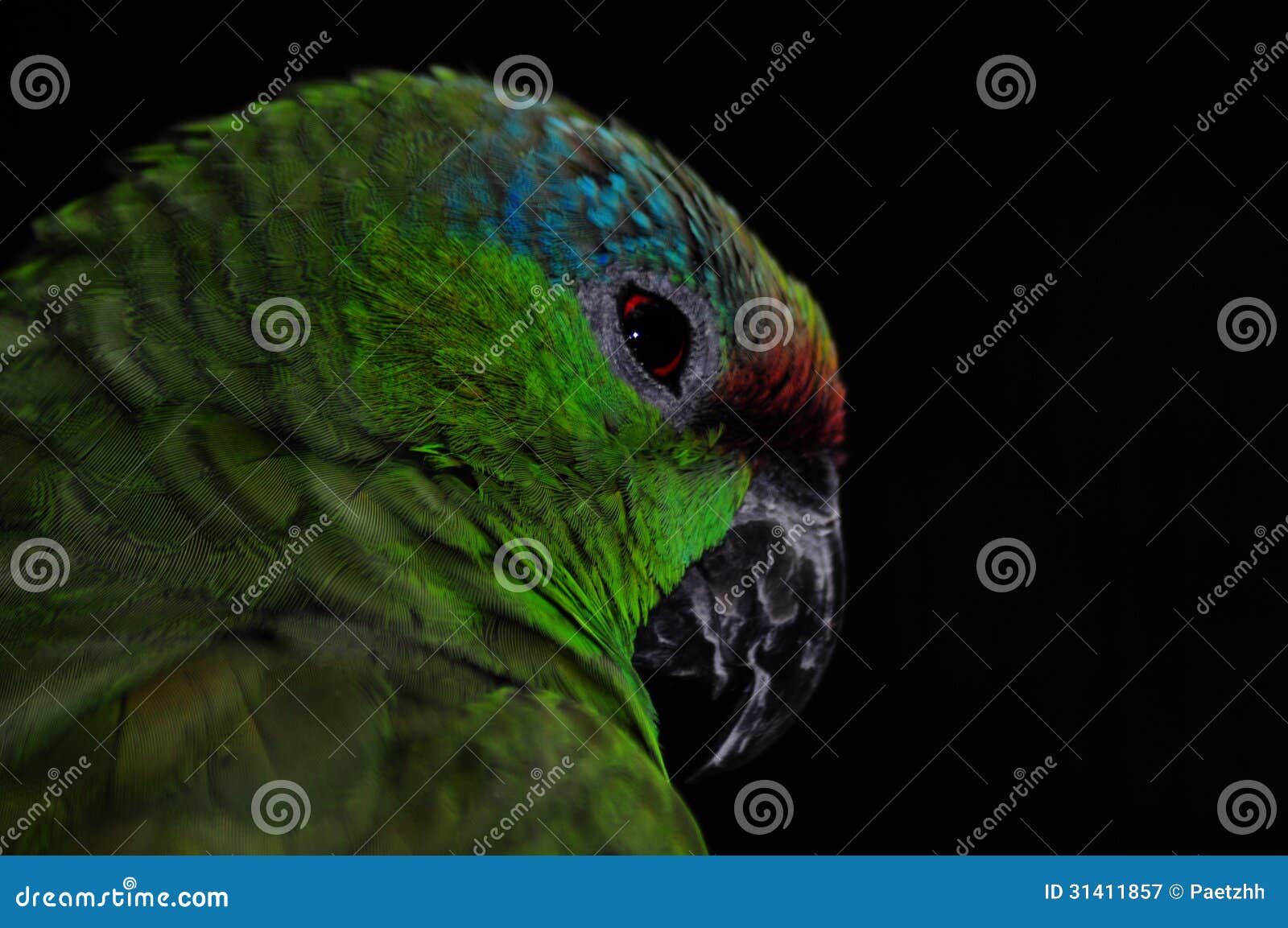 Parrot stock image. Image of aves, papagei, hapalopsittaca - 31411857