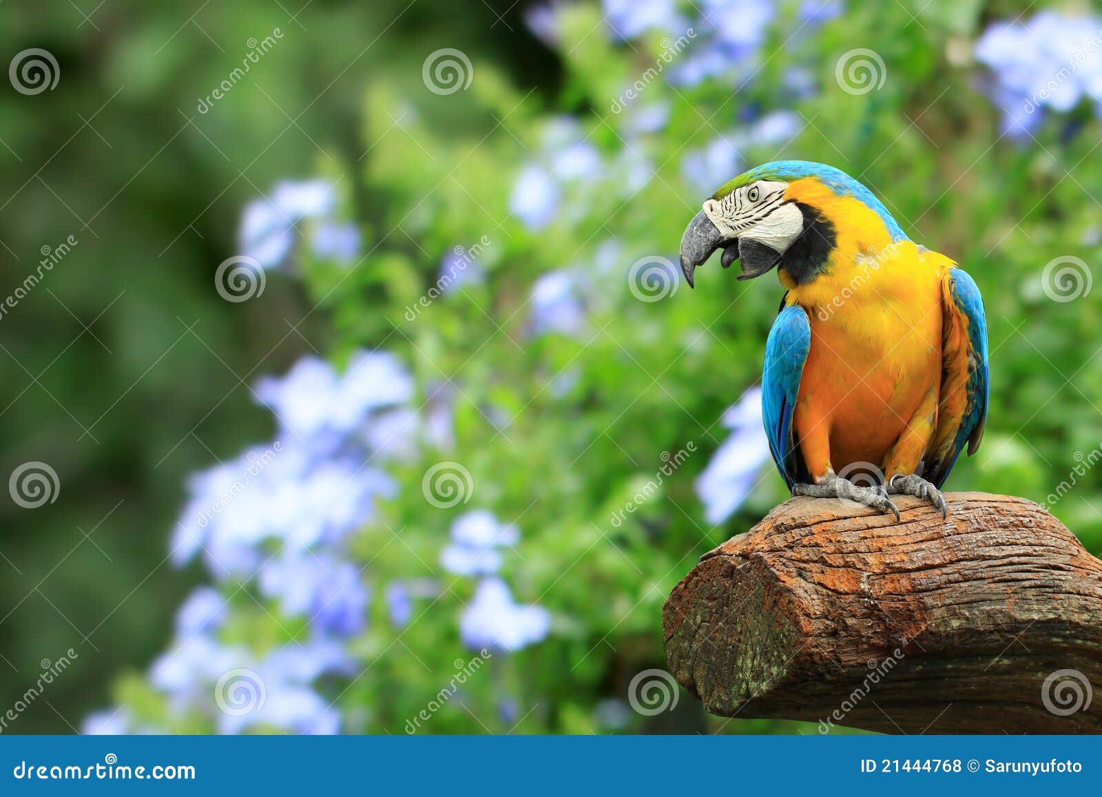 Royalty Free Images, Cartoons, Illustrations And Photos Designed By ...