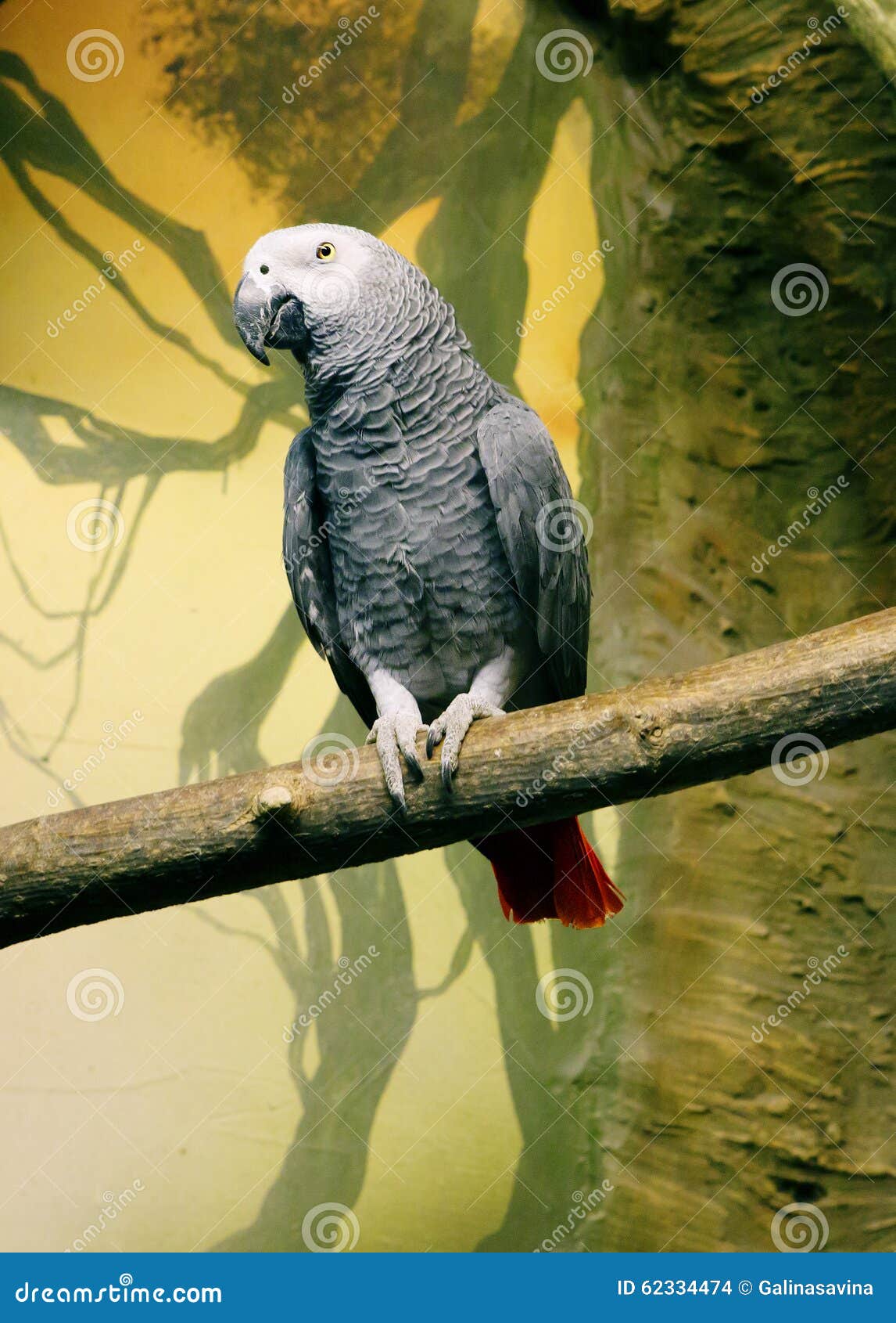 Parrot Jacko stock photo. Image of beak, parrot, animal - 62334474