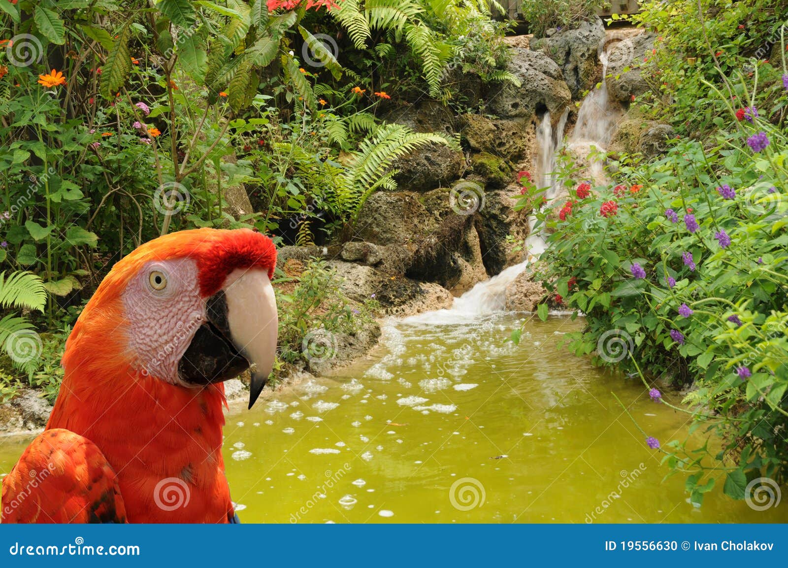 Parrot in the jungle stock photo. Image of tropical, dense - 19556630