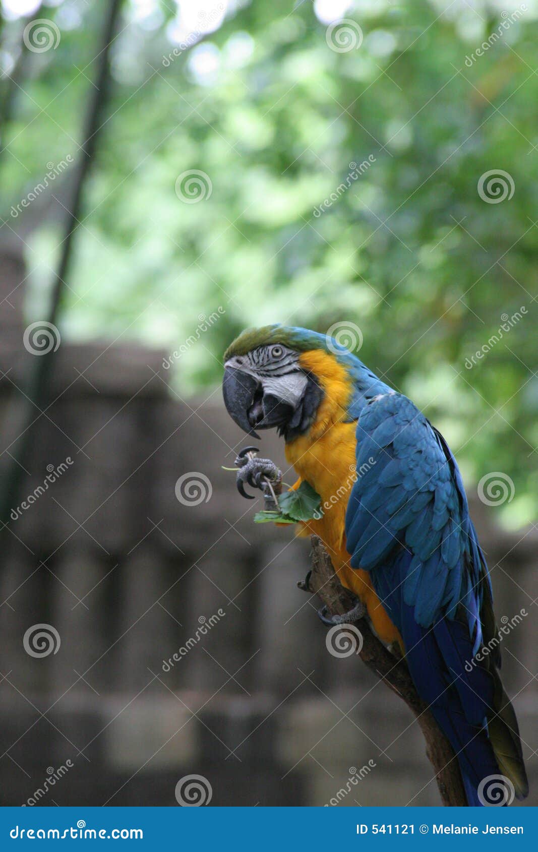 Parrot Jungle stock image. Image of avian, parrot, blue - 541121