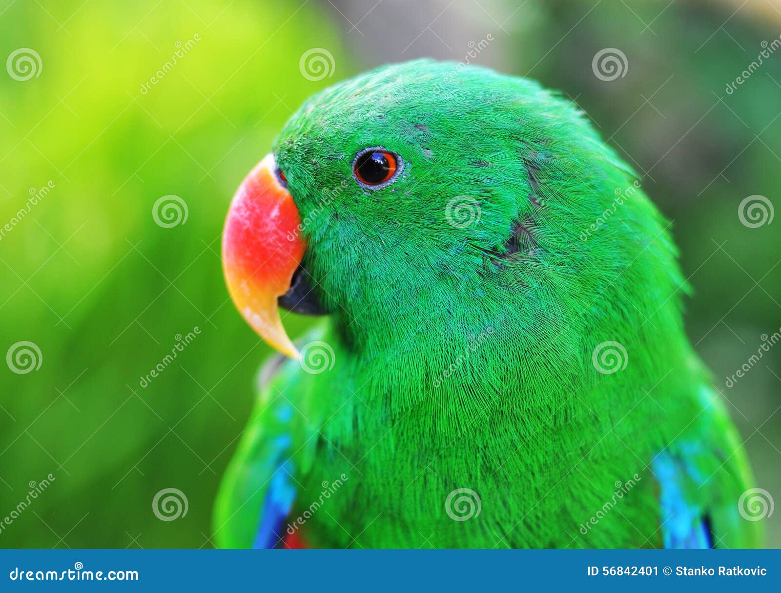 Parrot in the jungle stock image. Image of white, blue - 56842401
