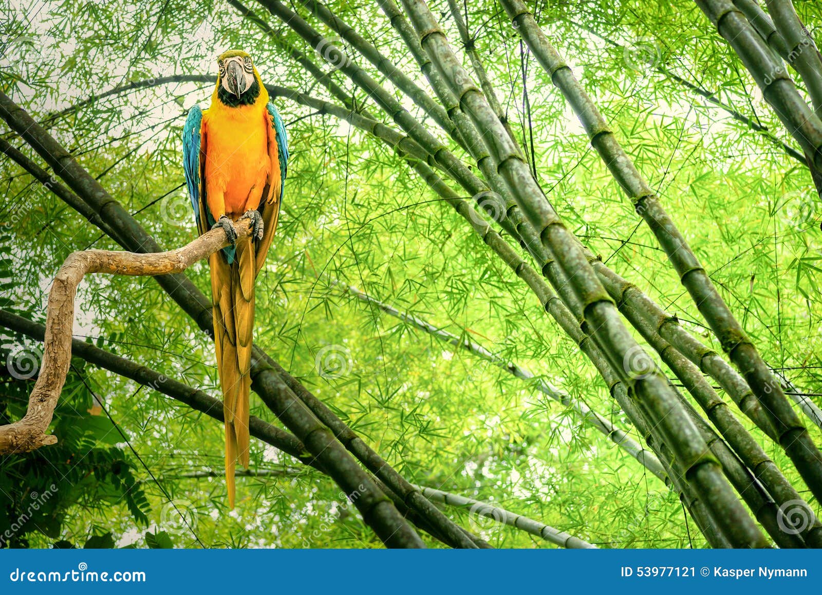 Parrot in the jungle stock image. Image of colourful - 53977121