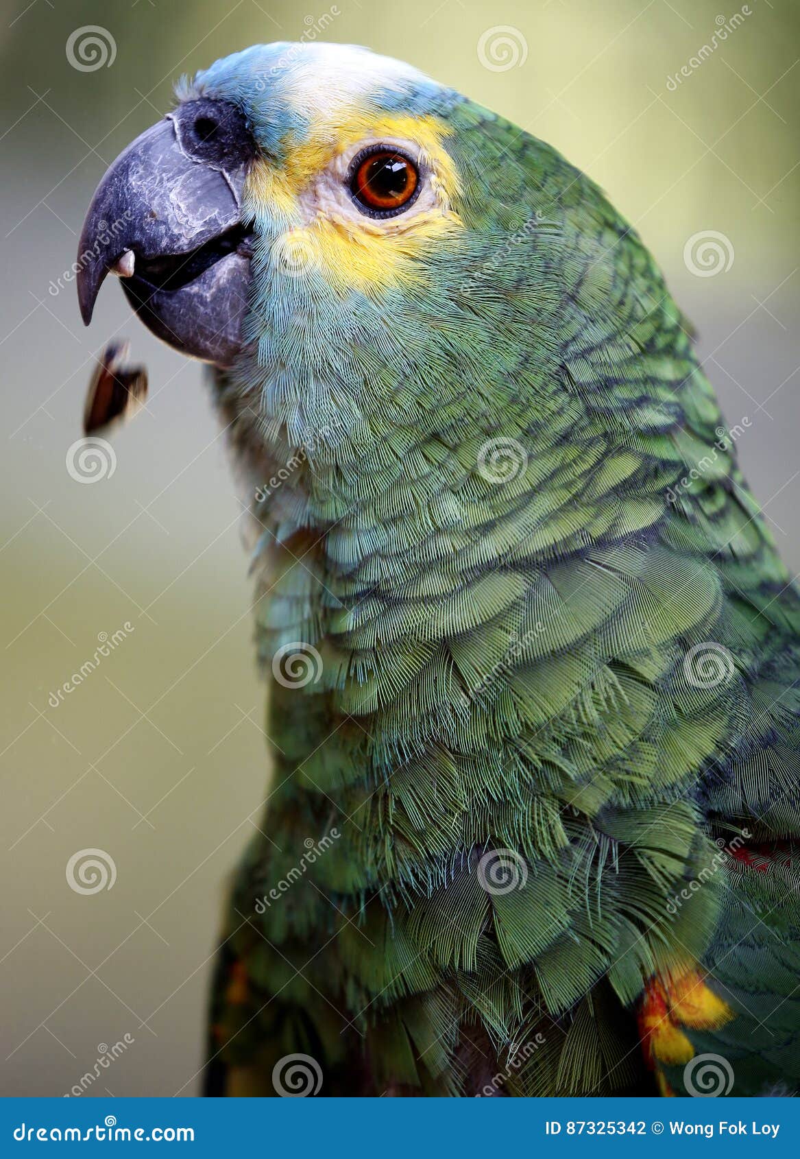 Parrot in Kuala Lumpur Bird Park Stock Photo - Image of animal ...