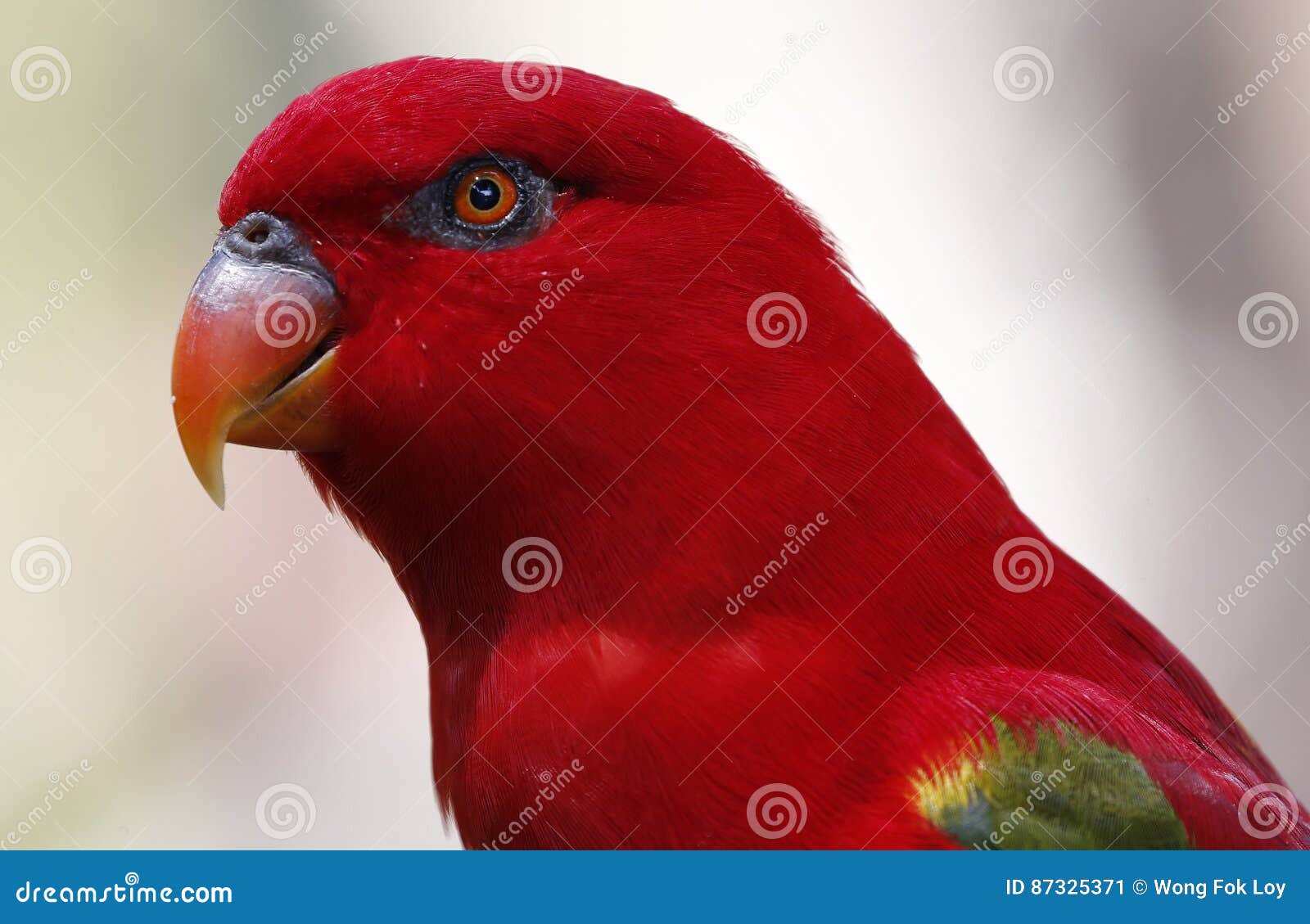 Parrot in Kuala Lumpur Bird Park Stock Image - Image of animal, park ...