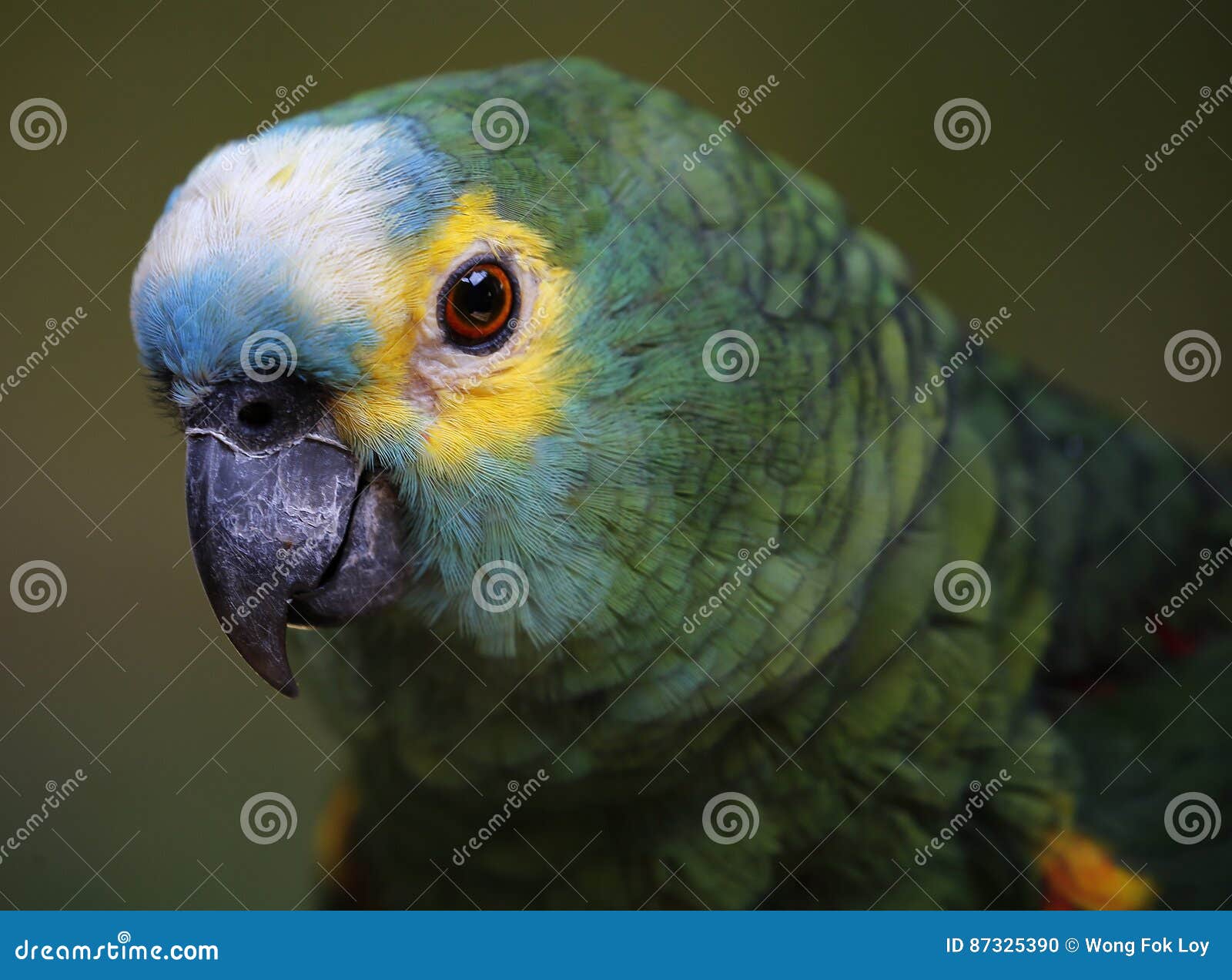 Parrot in Kuala Lumpur Bird Park Stock Photo - Image of parrot, park ...