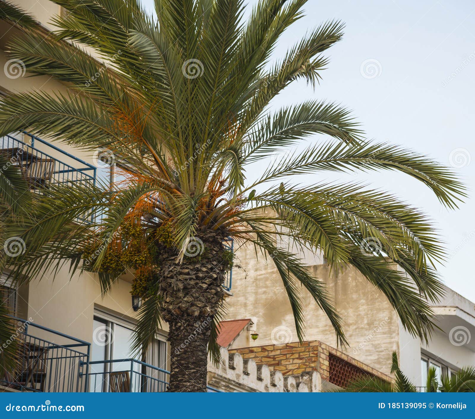 Parrot on the Leaf of a Palm Tree Stock Image - Image of park, green ...