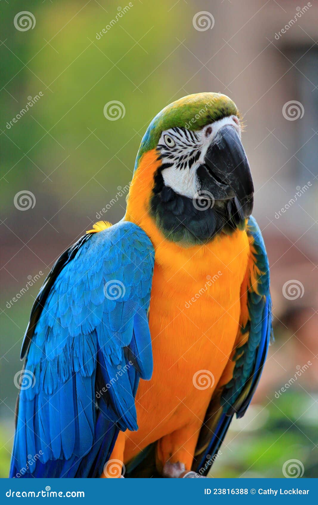 Parrot - left side stock photo. Image of wing, feathers - 23816388