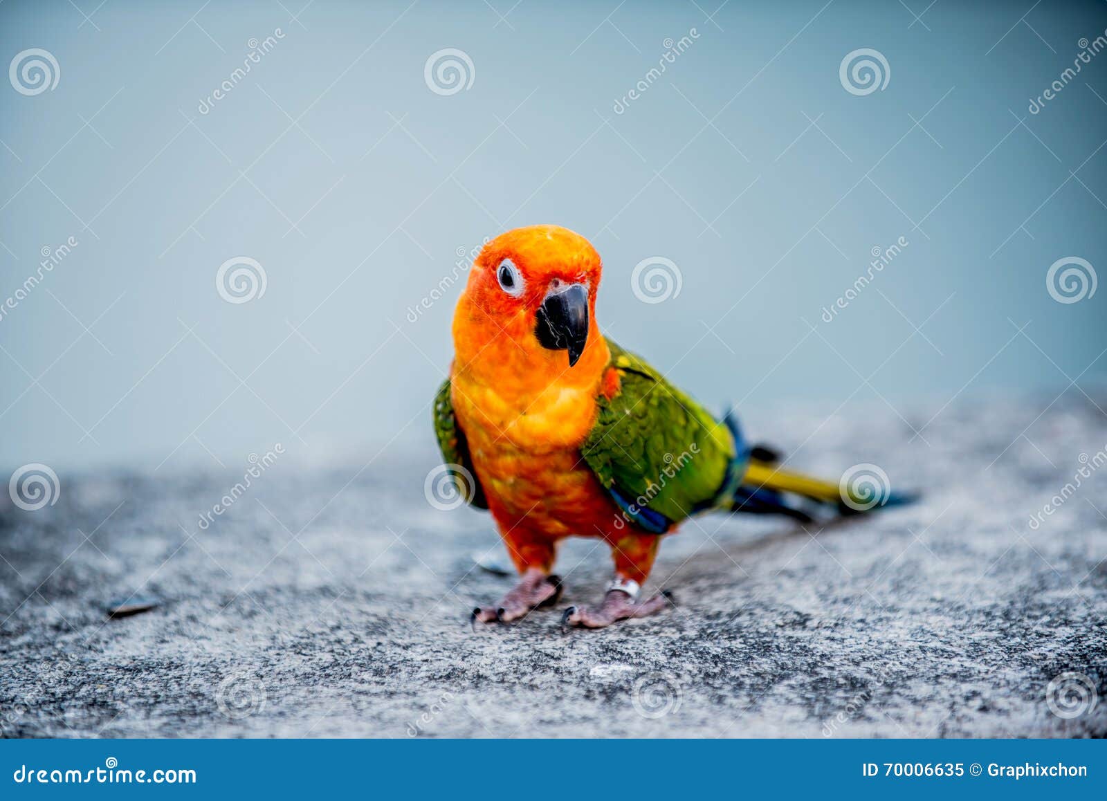 Parrot stock image. Image of color, fast, outdoor, nature - 70006635