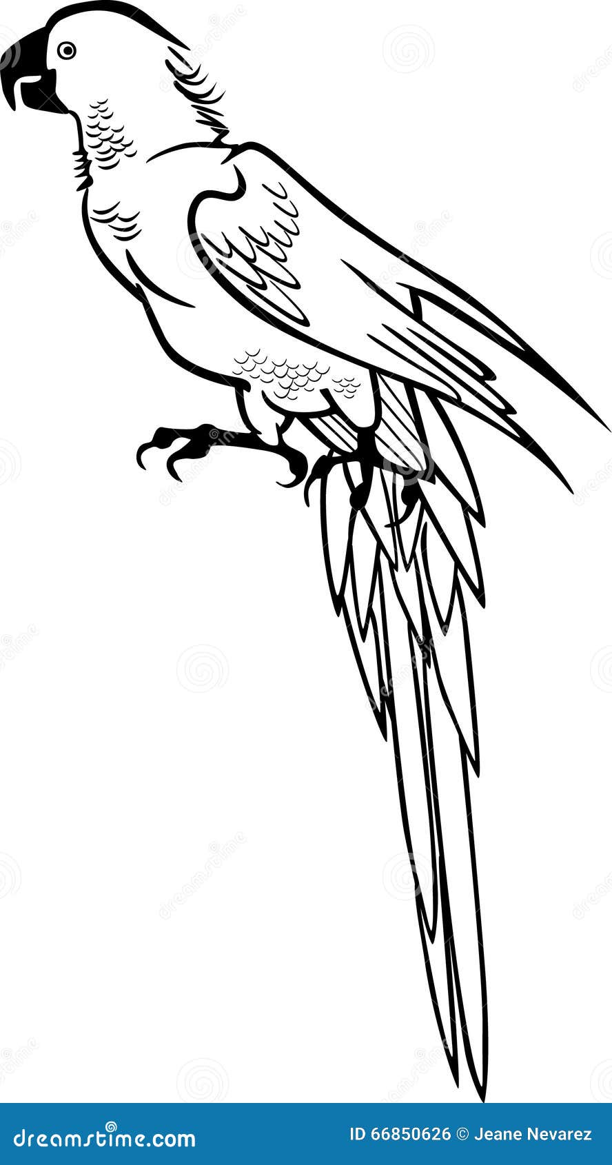 Parrot With A Long Tail Vector Illustration | CartoonDealer.com #66850626