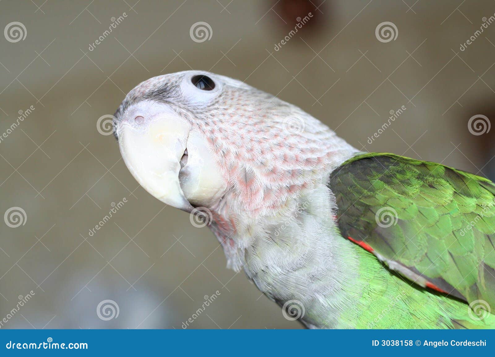 Parrot looking stock photo. Image of forest, nature, feather - 3038158
