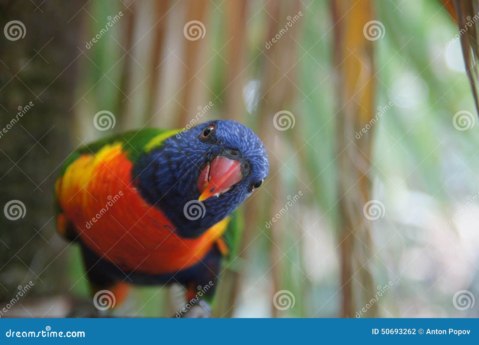 Parrot stock photo. Image of bird, looking, sony, wildlife - 50693262