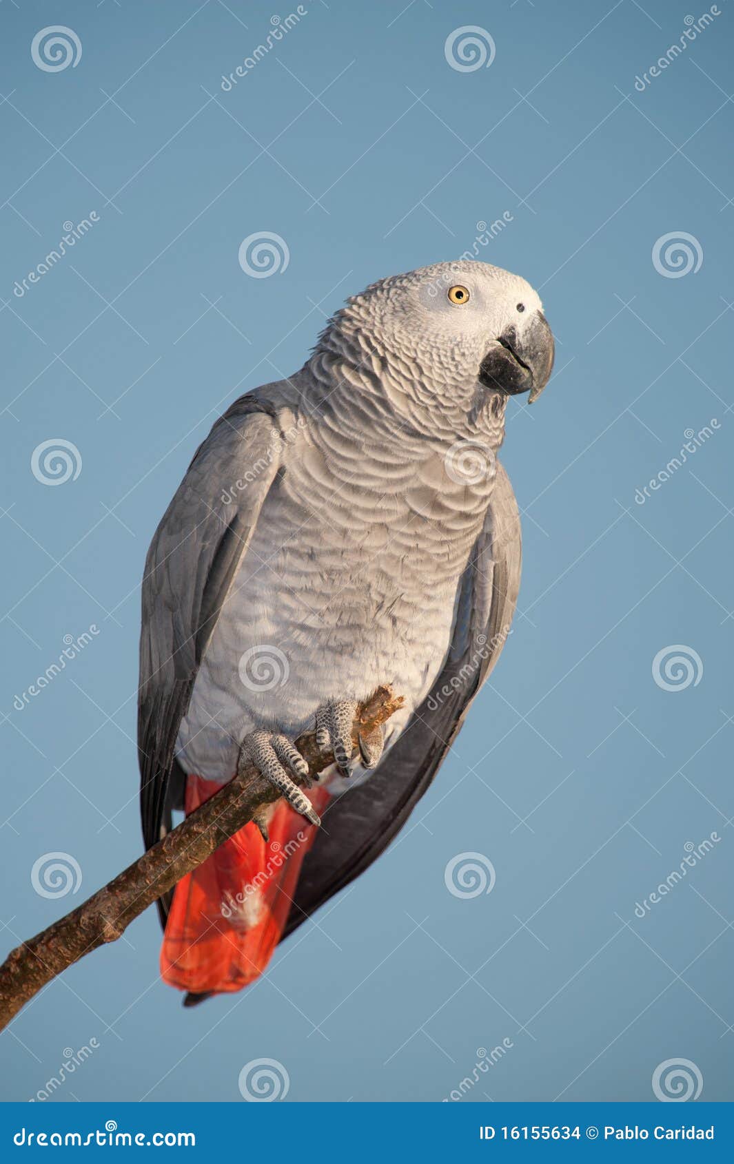 Parrot Looking at the Camera Against the Blue Sky. Stock Photo - Image ...