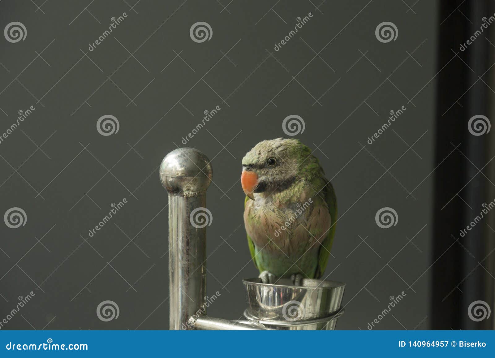 Parrot Looking at the Camera Stock Image - Image of cute, parrot: 140964957