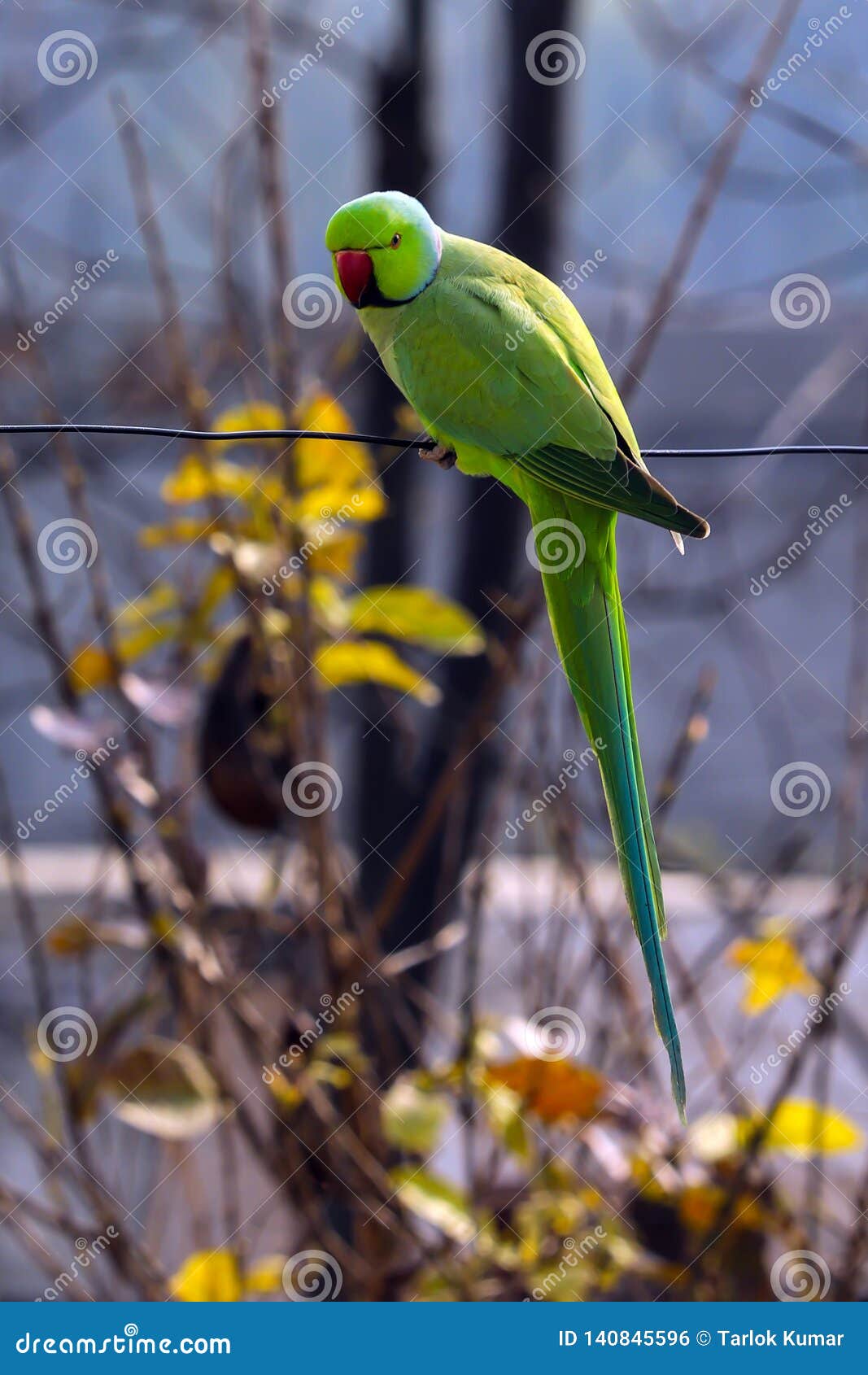 A Parrot looking at me stock photo. Image of bird, green - 140845596