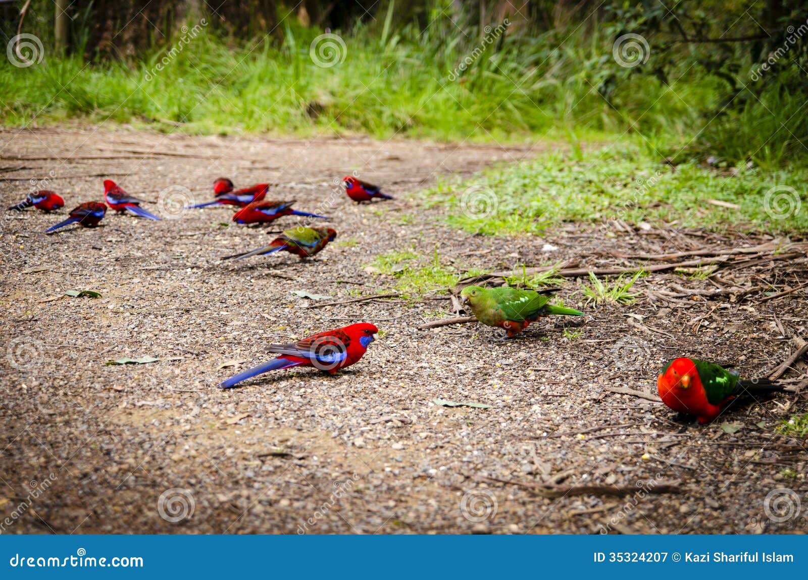 Parrot2 stock image. Image of redparrot, parrot, australia - 35324207