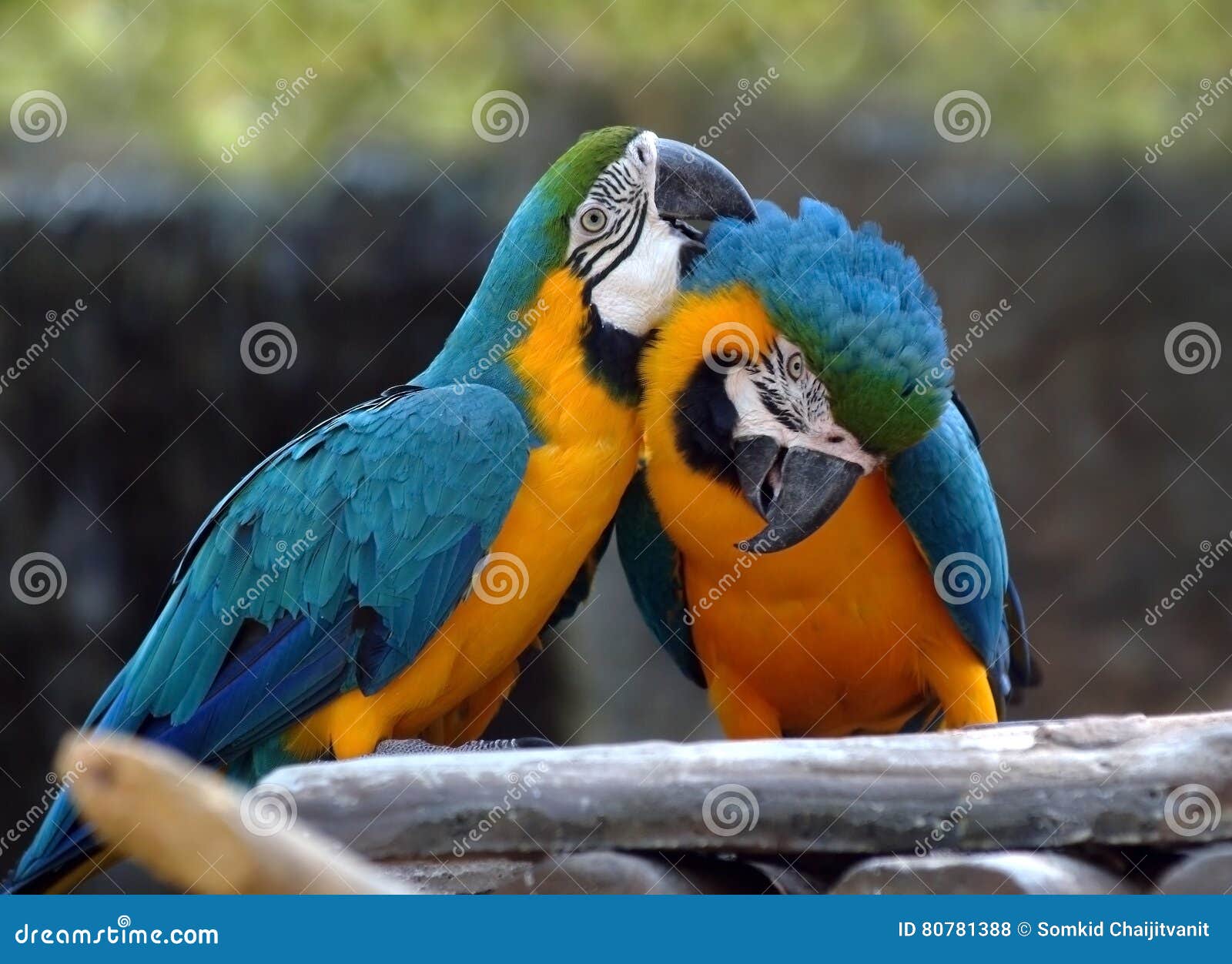 Parrot lovers timber stock photo. Image of fauna, agapornisfischeri ...