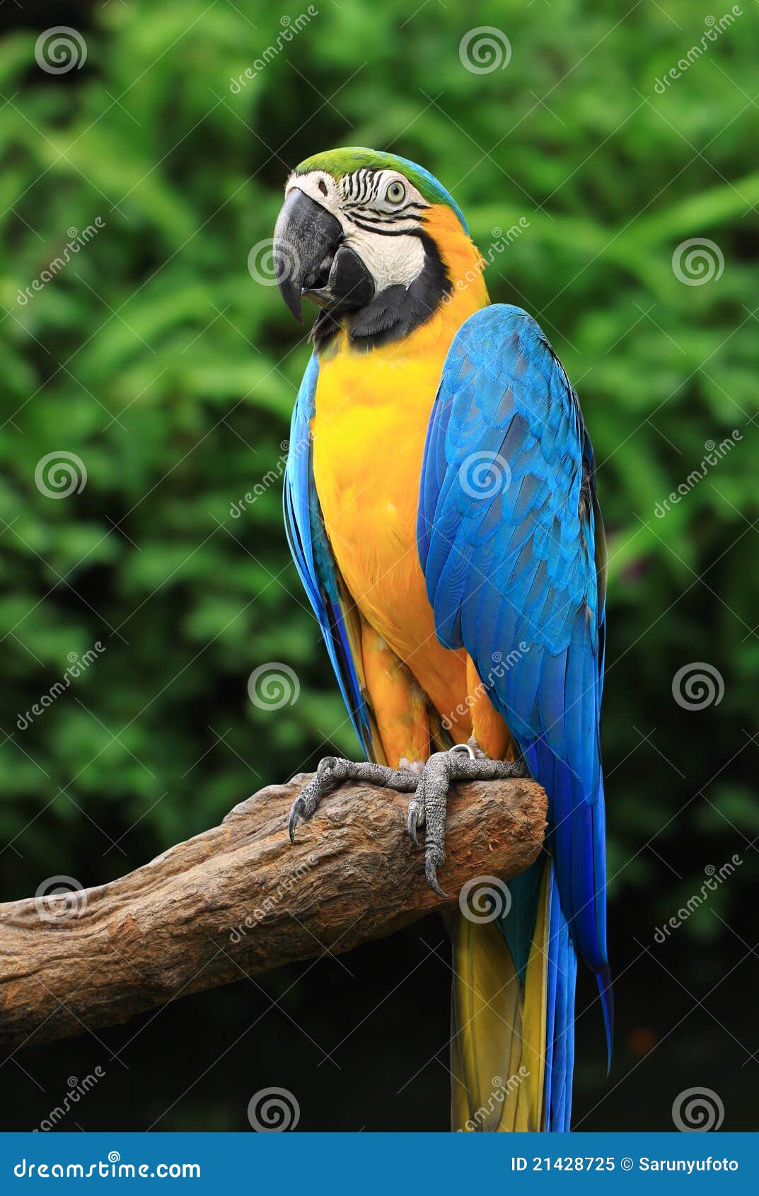 Parrot (macaw) stock image. Image of descriptive, multicolored - 21428725