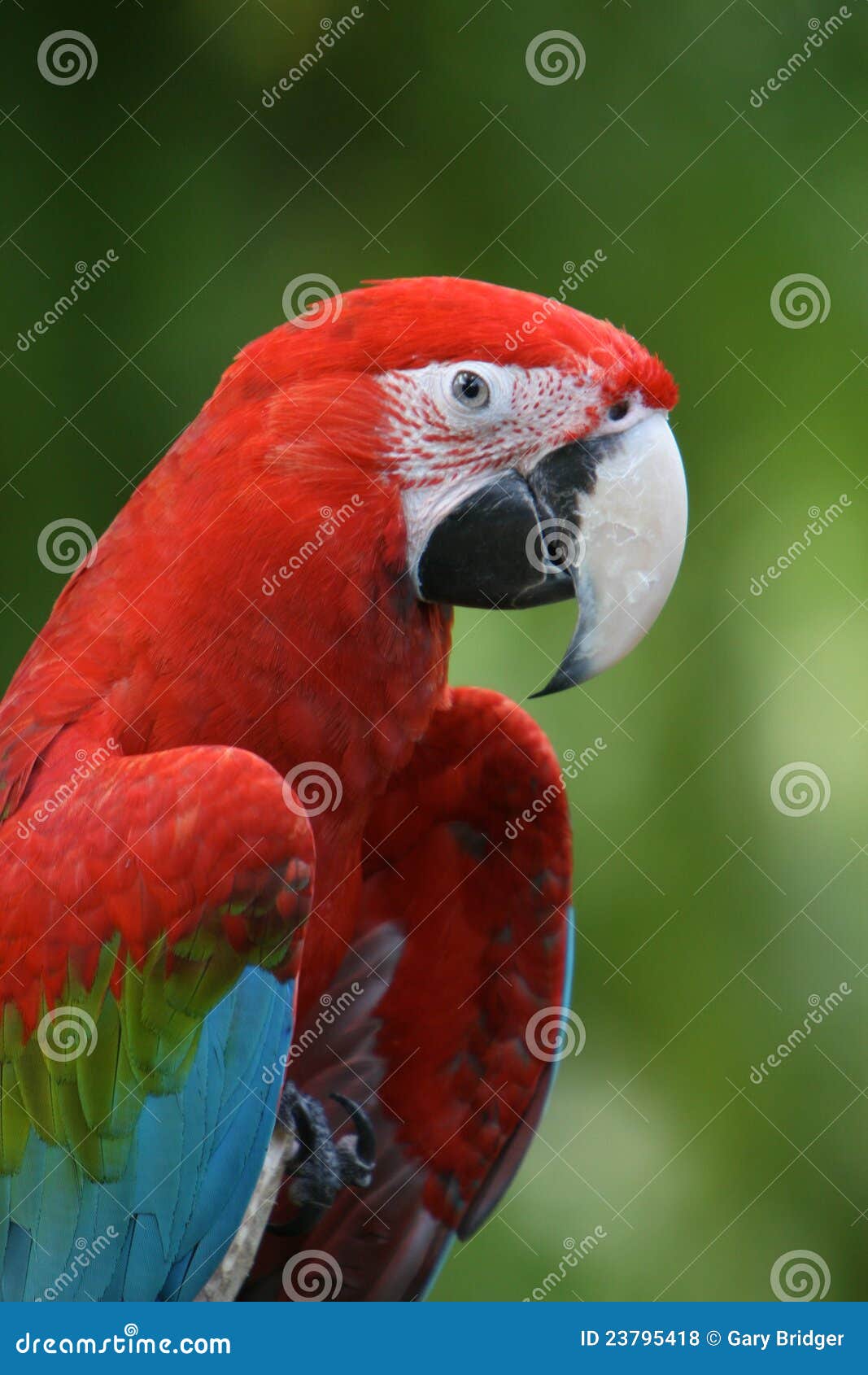 Parrot macaw stock photo. Image of colour, seconary, primary - 23795418