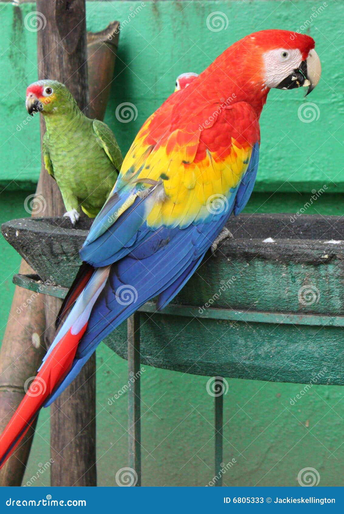 Parrot and macaw stock image. Image of caretakers, good - 6805333