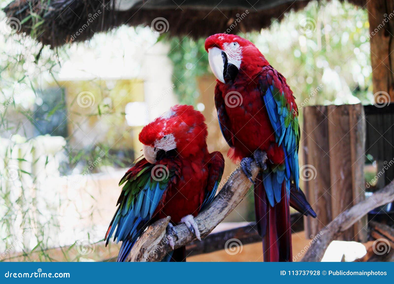 Parrot, Macaw, Bird, Beak Picture. Image: 113737928