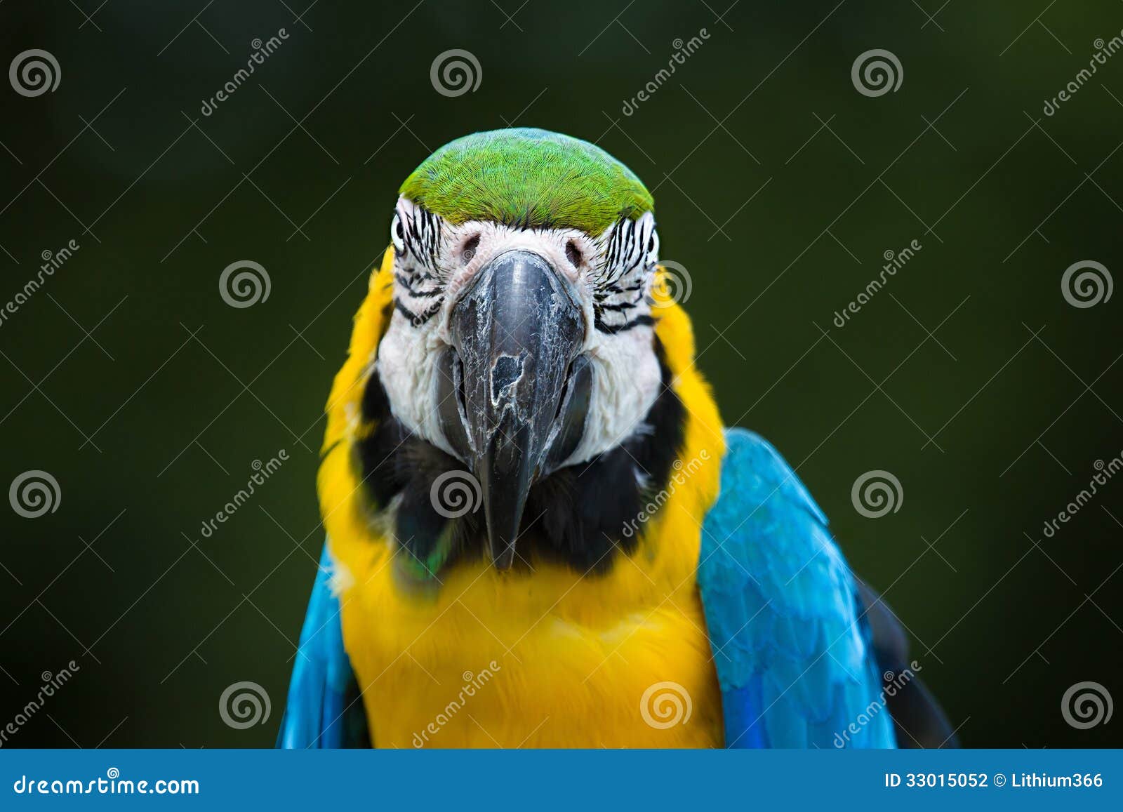 Parrot Macaw closeup stock photo. Image of yellow, colorful - 33015052