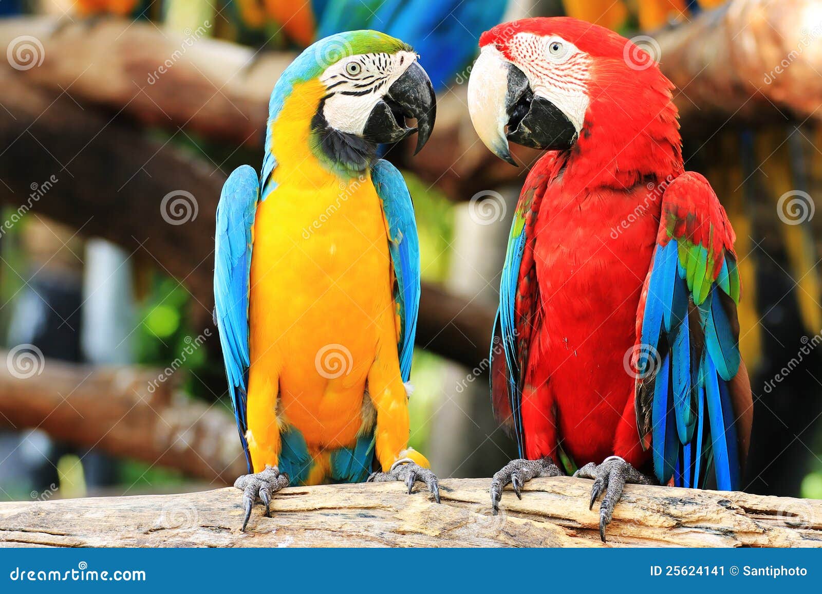 2,664 Parrot Macaw Couple Photos - Free & Royalty-Free Stock Photos ...