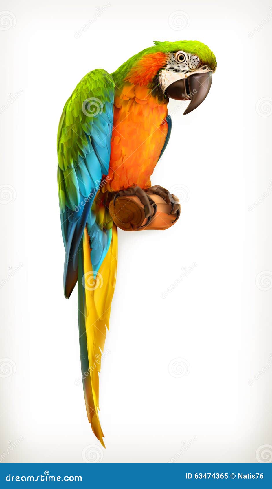 Parrot macaw illustration stock vector. Illustration of cute - 63474365