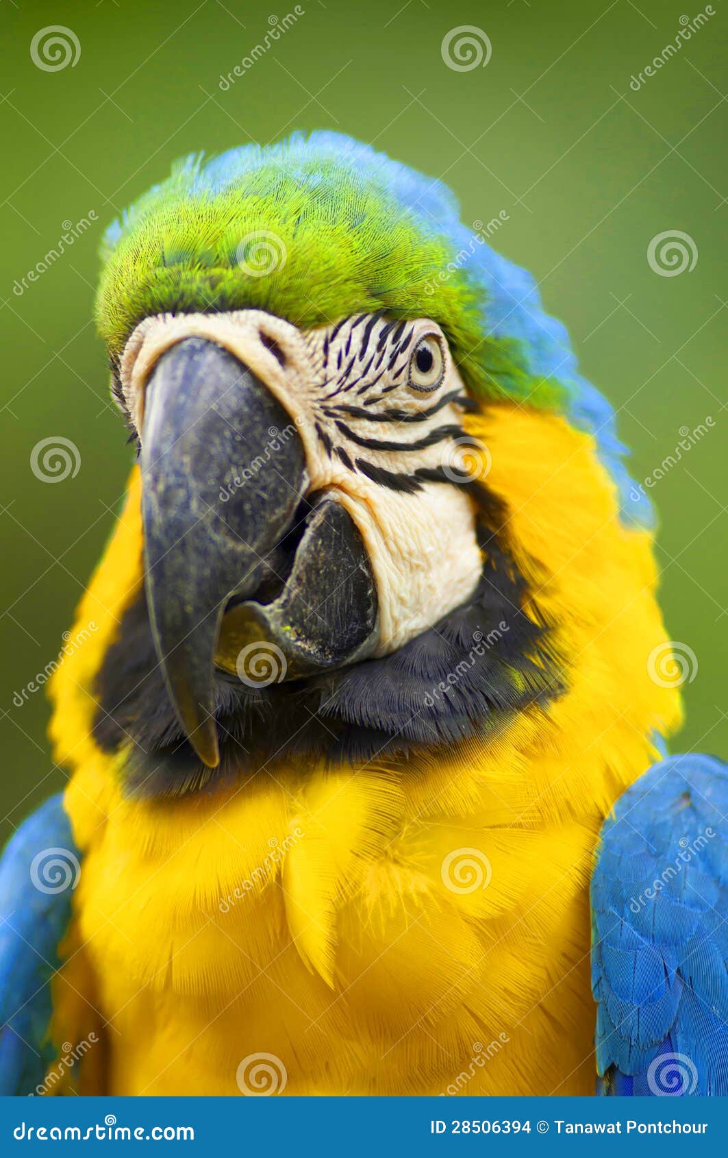 Parrot Macaw in the wild stock photo. Image of multi - 28506394