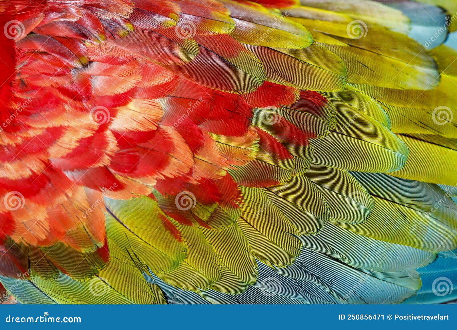 Parrot Macaw Wing - Tropical Bird Plumage Pattern Pantanal, Brazil ...