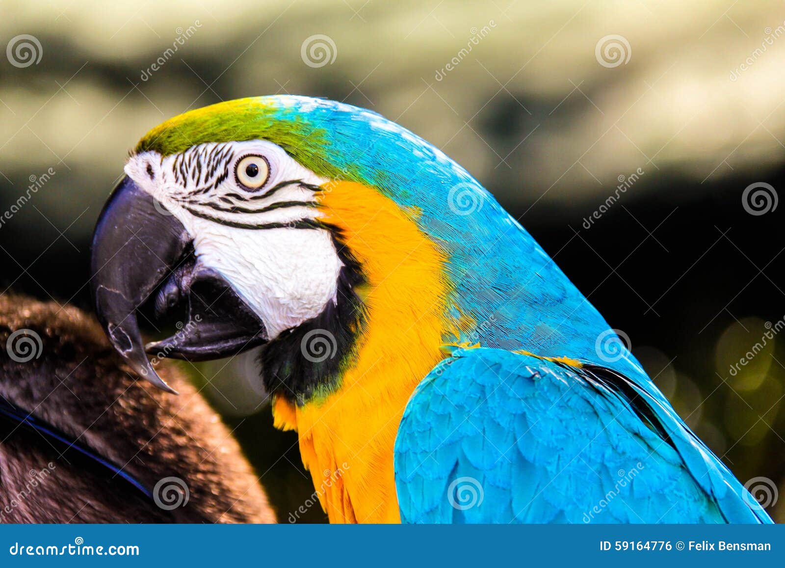 Parrot Macaws ( Ara Ararauna) Stock Photo - Image of macaws, vacation ...