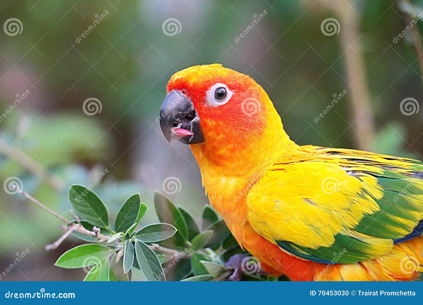 Parrot stock photo. Image of perico, lovebird, fauna - 70453030