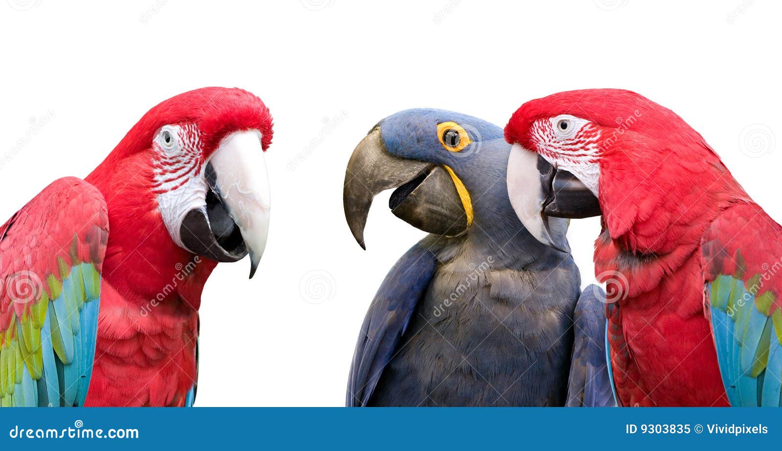 Parrot meeting stock image. Image of alliance, gathering - 9303835