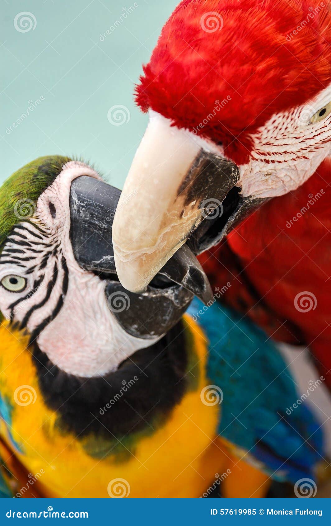 Parrot Mexico stock image. Image of colors, couple, playadelcarmen ...