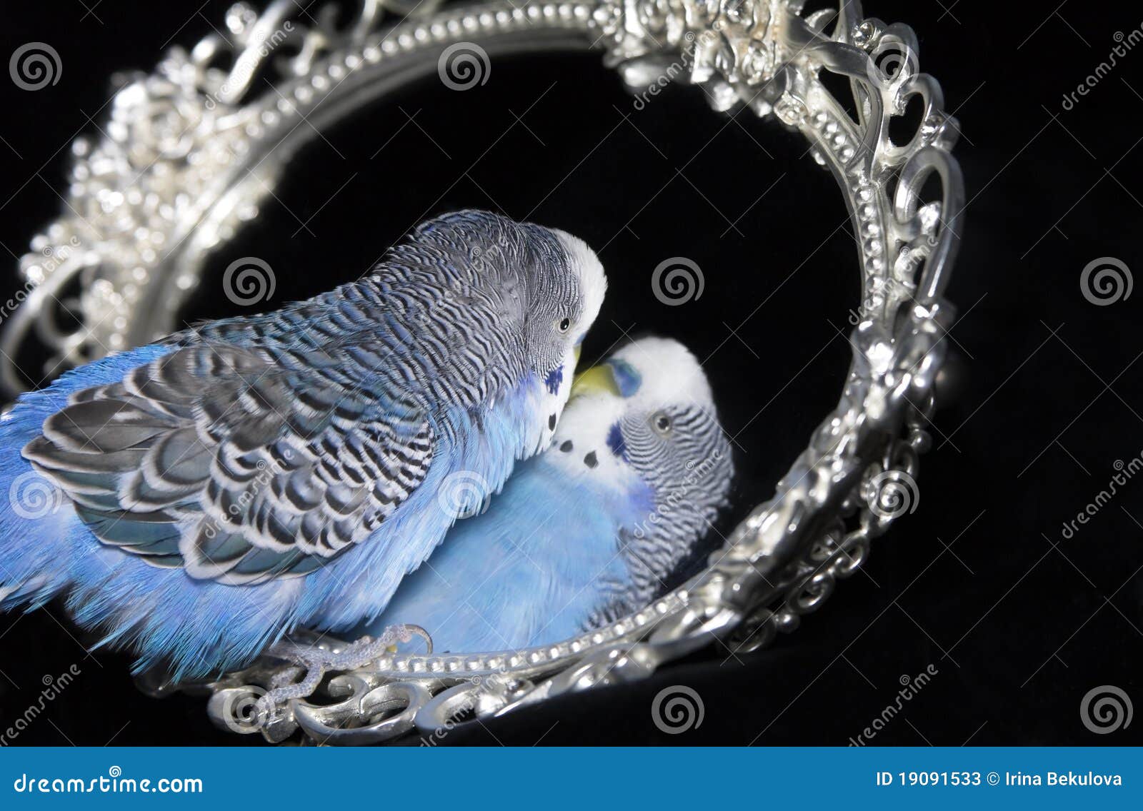 Parrot and mirror stock image. Image of black, wavy, fauna - 19091533