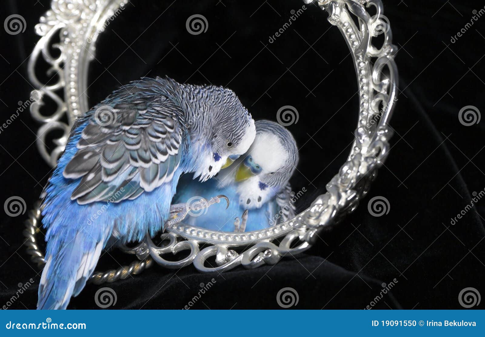 Parrot and mirror stock photo. Image of jewellery, pets - 19091550