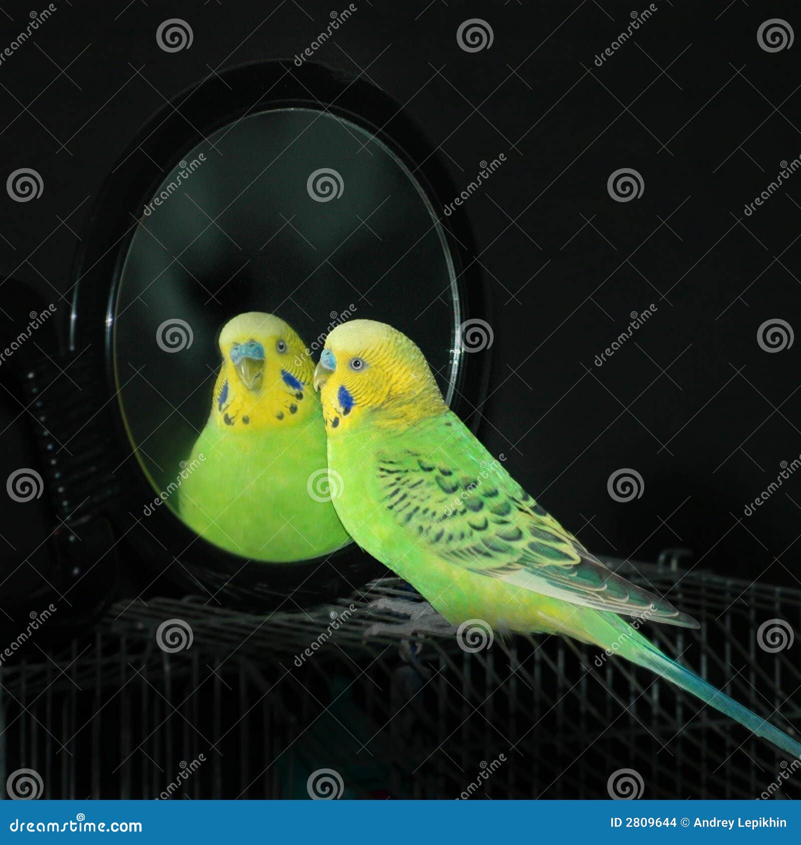 Parrot in a mirror stock photo. Image of bright, beak - 2809644